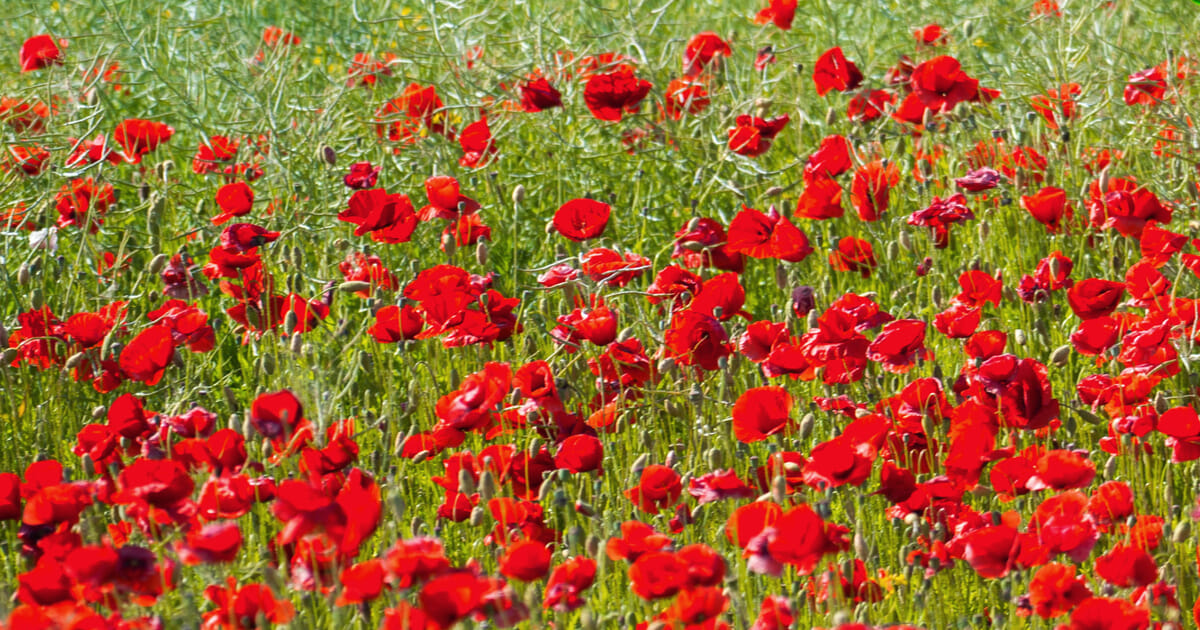 Remembrance Run | South | Sun 8 Nov 2026